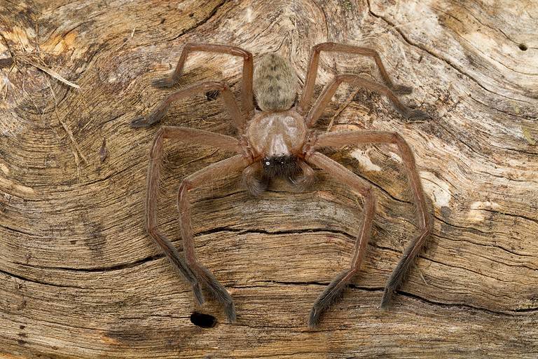 12 Most Terrifying Spiders Found in New Zealand - A-Z Animals