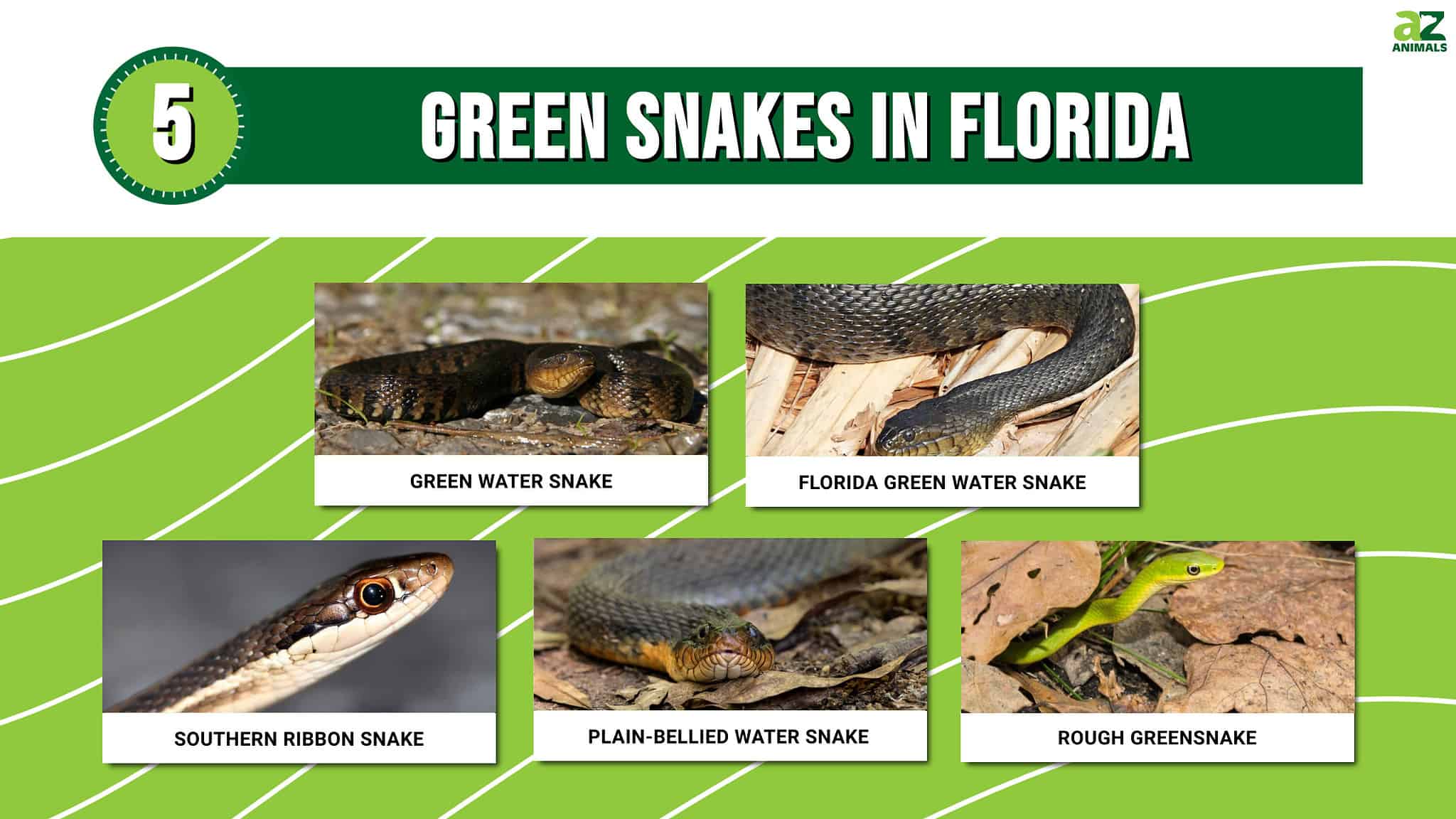 5 Green Snakes In Florida - A-Z Animals