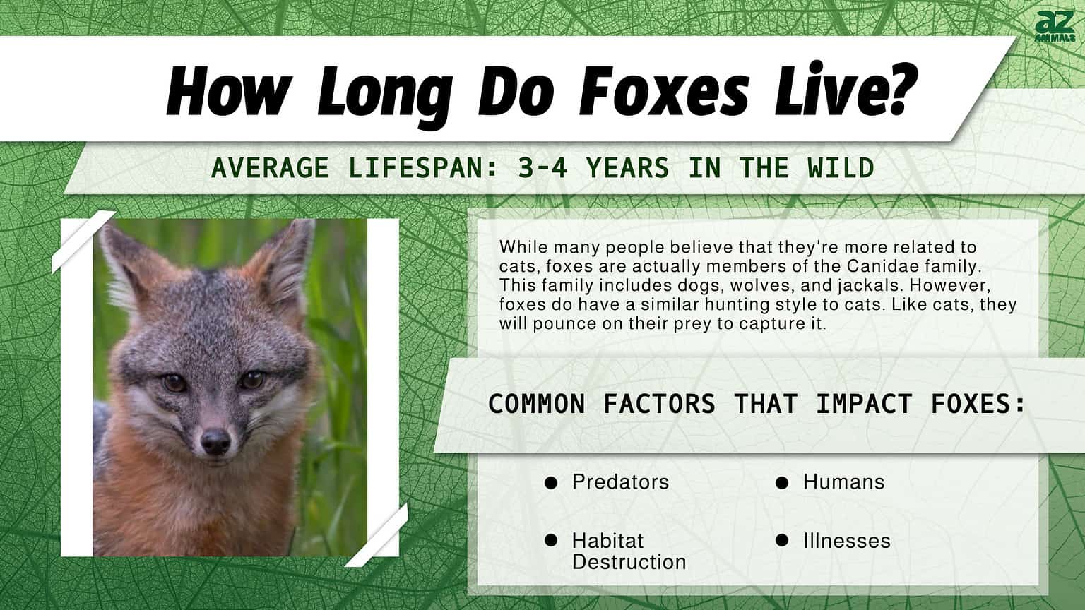 Fox Lifespan: How Long Do Foxes Live? - A-Z Animals