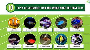 10 Types of Saltwater Fish and Which Make the Best Pets - A-Z Animals