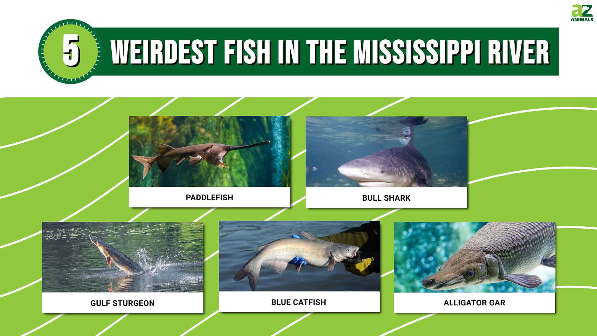 The 5 Weirdest Fish in the Mississippi River - A-Z Animals