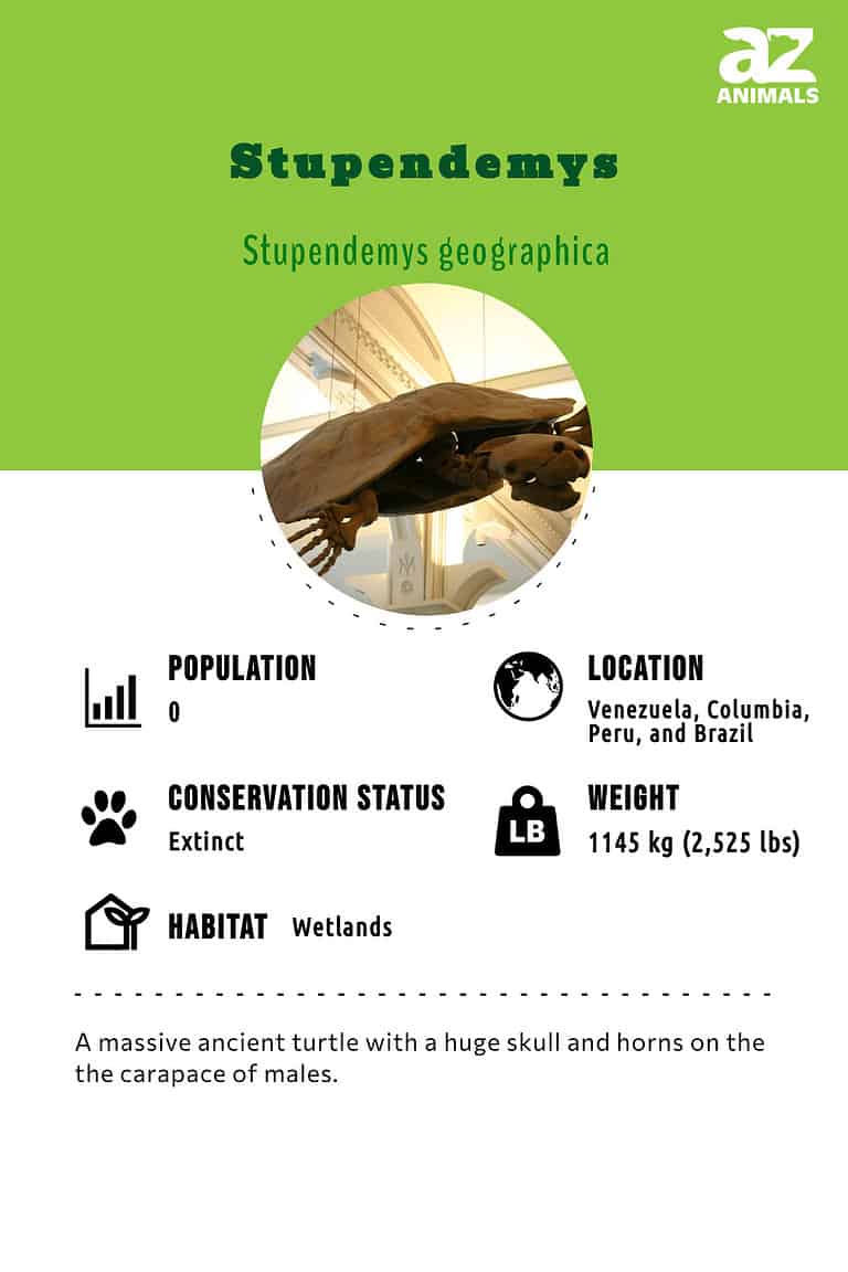 Stupendemys Animal Facts - Stupendemys geographica - A-Z Animals