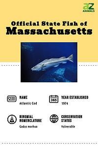 Discover the Official State Fish of Massachusetts - A-Z Animals