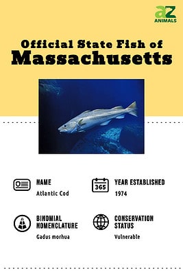 Discover the Official State Fish of Massachusetts - A-Z Animals