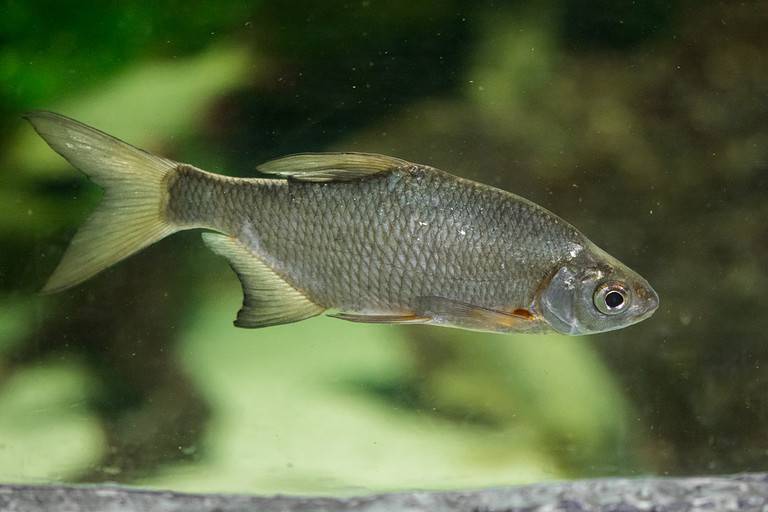 Explore the Wildlife of the Missouri River, From Paddlefish to Bald ...