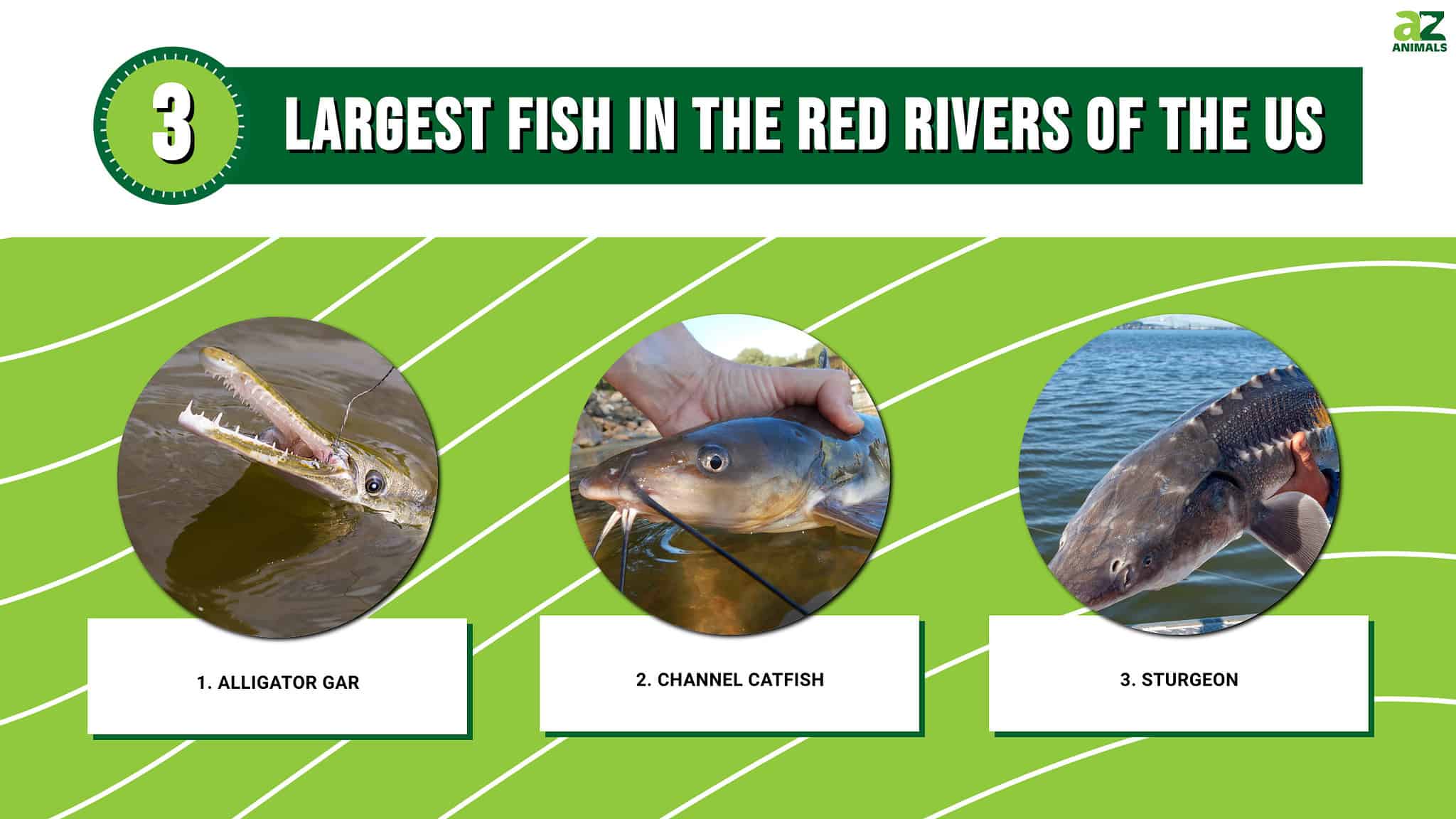 River Monsters: The 3 Largest Fish in the Red Rivers of the US - A-Z ...