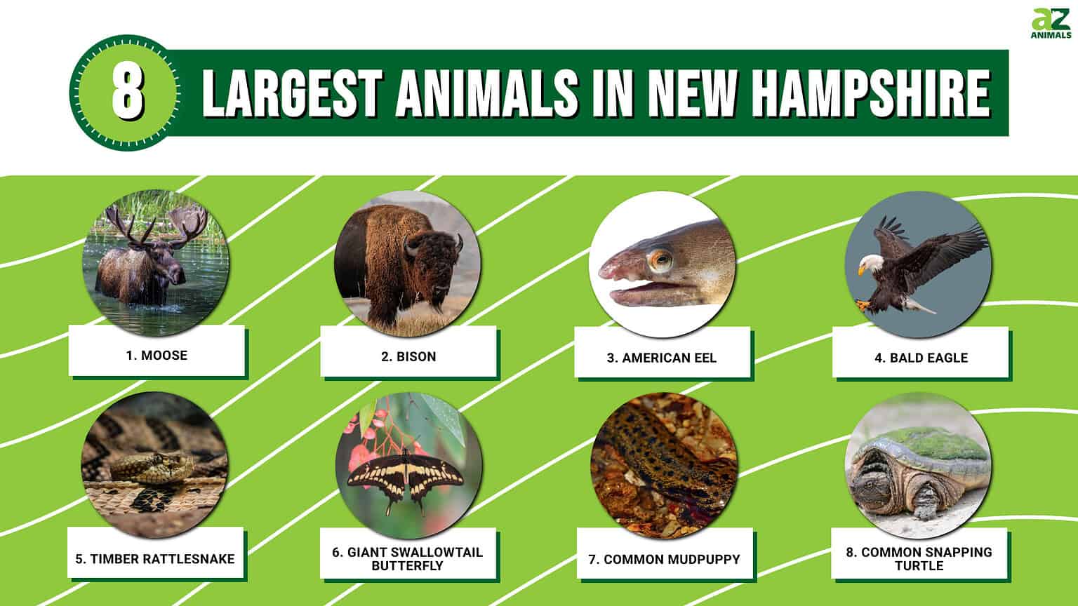 Discover The 8 Largest Animals In New Hampshire, and Where You'll Find ...