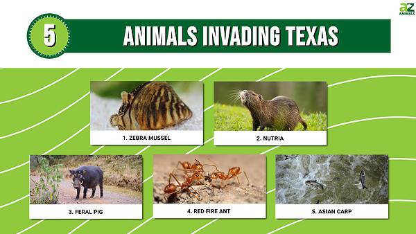 Discover 5 Animals Invading Texas - A-Z Animals