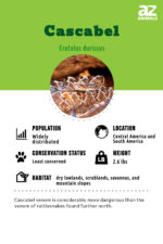 Cascabel Animal Facts - Crotalus - A-Z Animals