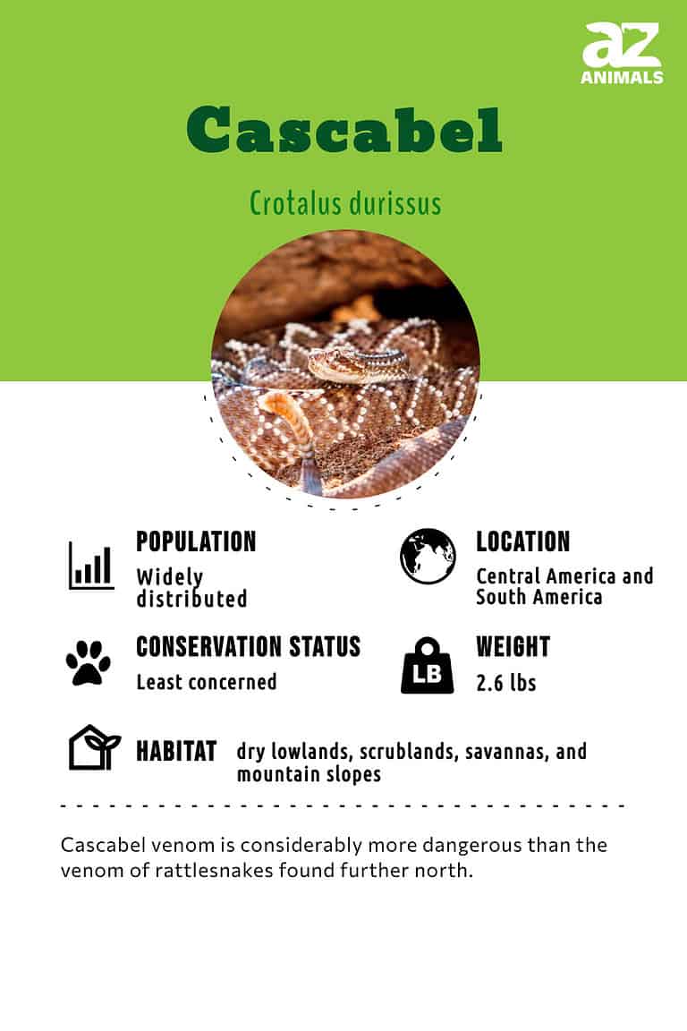 Cascabel Animal Facts - Crotalus durissus - A-Z Animals