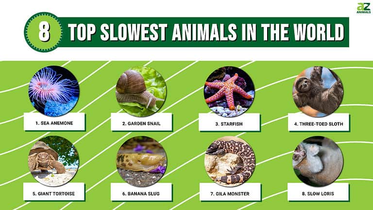 The Top 8 Slowest Animals in the World - A-Z Animals