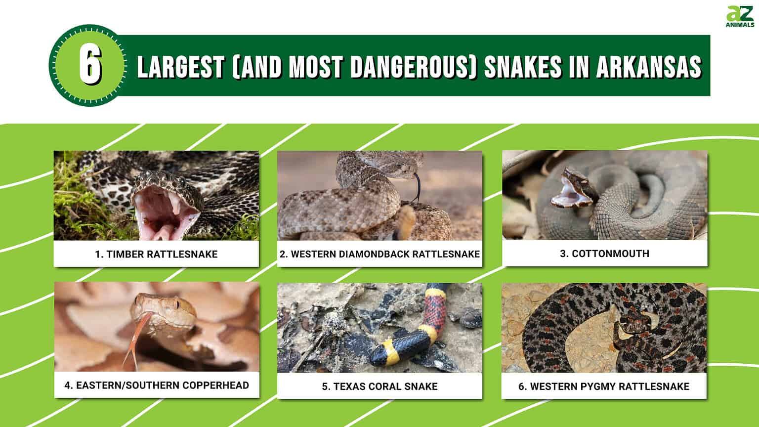 Discover The Top 6 Largest (And Most Dangerous) Snakes In Arkansas This ...