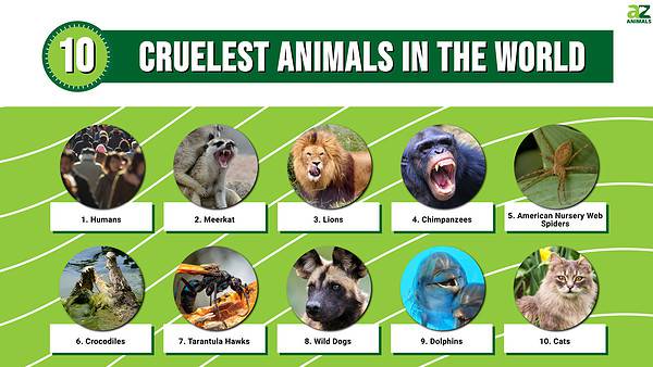 10 Cruelest Animals in the World - A-Z Animals