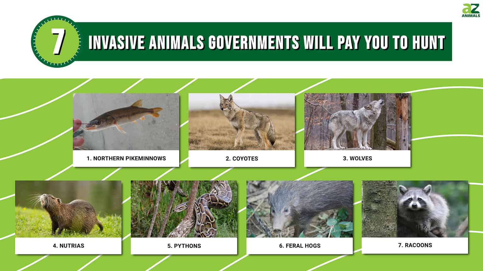 7 Invasive Animals Governments Will Pay You to Hunt in 2024 - A-Z Animals
