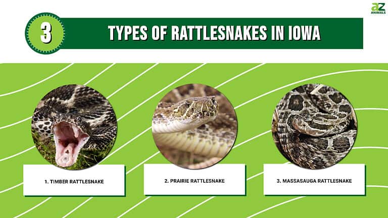 Discover the 3 Types of Rattlesnakes in Iowa - A-Z Animals