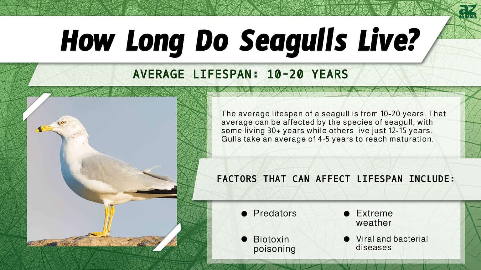 Seagull Lifespan: How Long Do Seagulls Live? - A-Z Animals