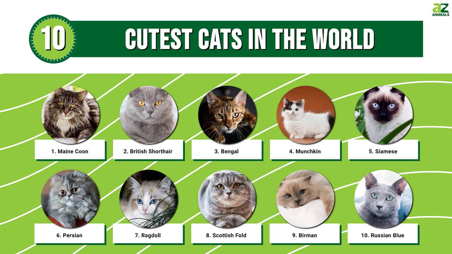 Meet The 10 Cutest Cats in the World - A-Z Animals