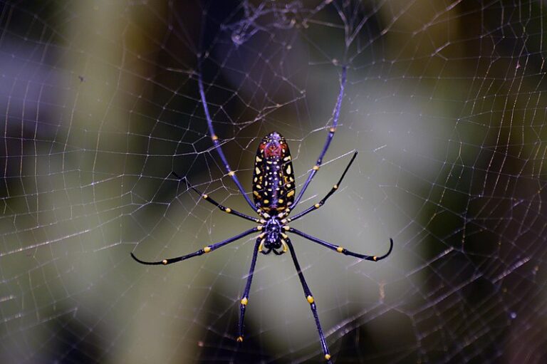 15 Most Terrifying Spiders Found in Japan - A-Z Animals