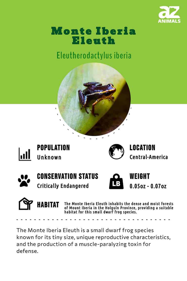 Monte Iberia Eleuth Animal Facts - Eleutherodactylus iberia - A-Z Animals
