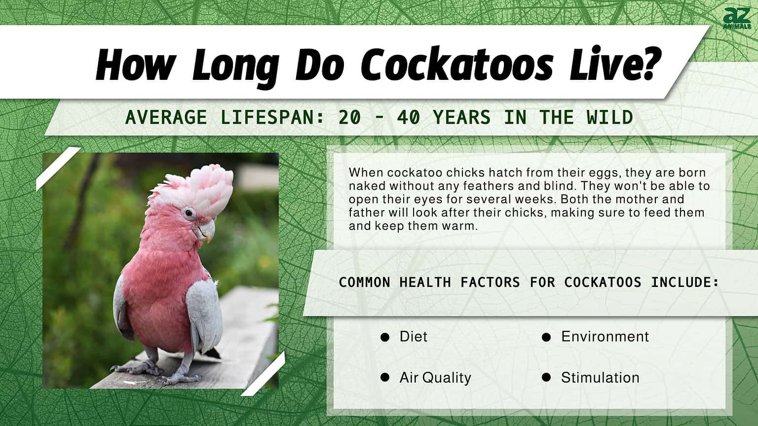 Cockatoo Lifespan: How Long Do Cockatoos Live? - A-Z Animals