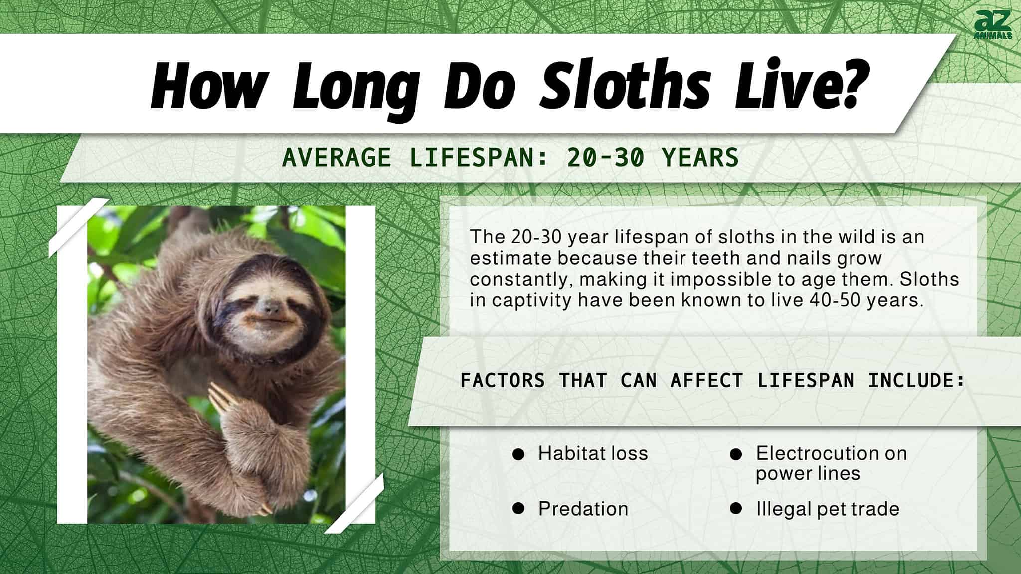These Predators View Sloths as Snacks - A-Z Animals Slideshows