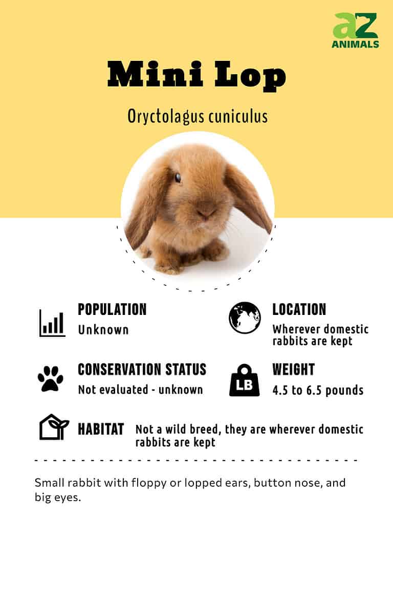 Mini Lop Animal Facts - Oryctolagus Cuniculus - A-Z Animals