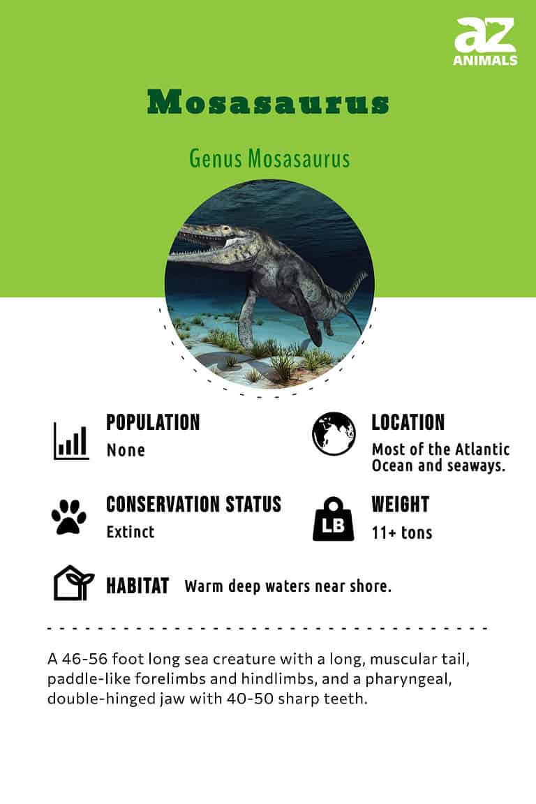 Mosasaurus Animal Facts - Mosasaurus hoffmannii - A-Z Animals