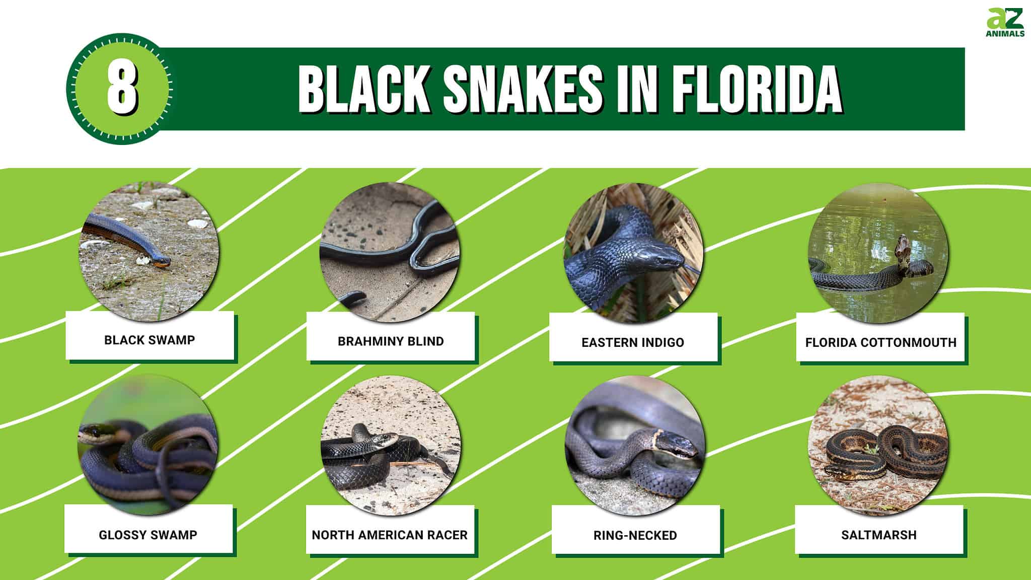 Discover the Black Snakes in Florida - A-Z Animals