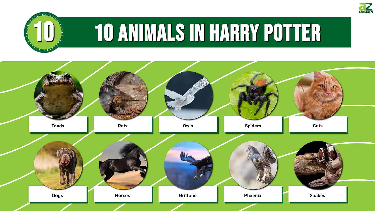 10 Animals in Harry Potter - A-Z Animals