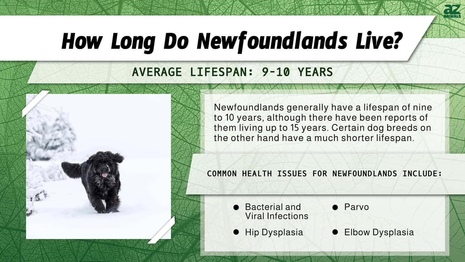 Newfoundland Lifespan: How Long Do Newfoundlands Live? - A-Z Animals