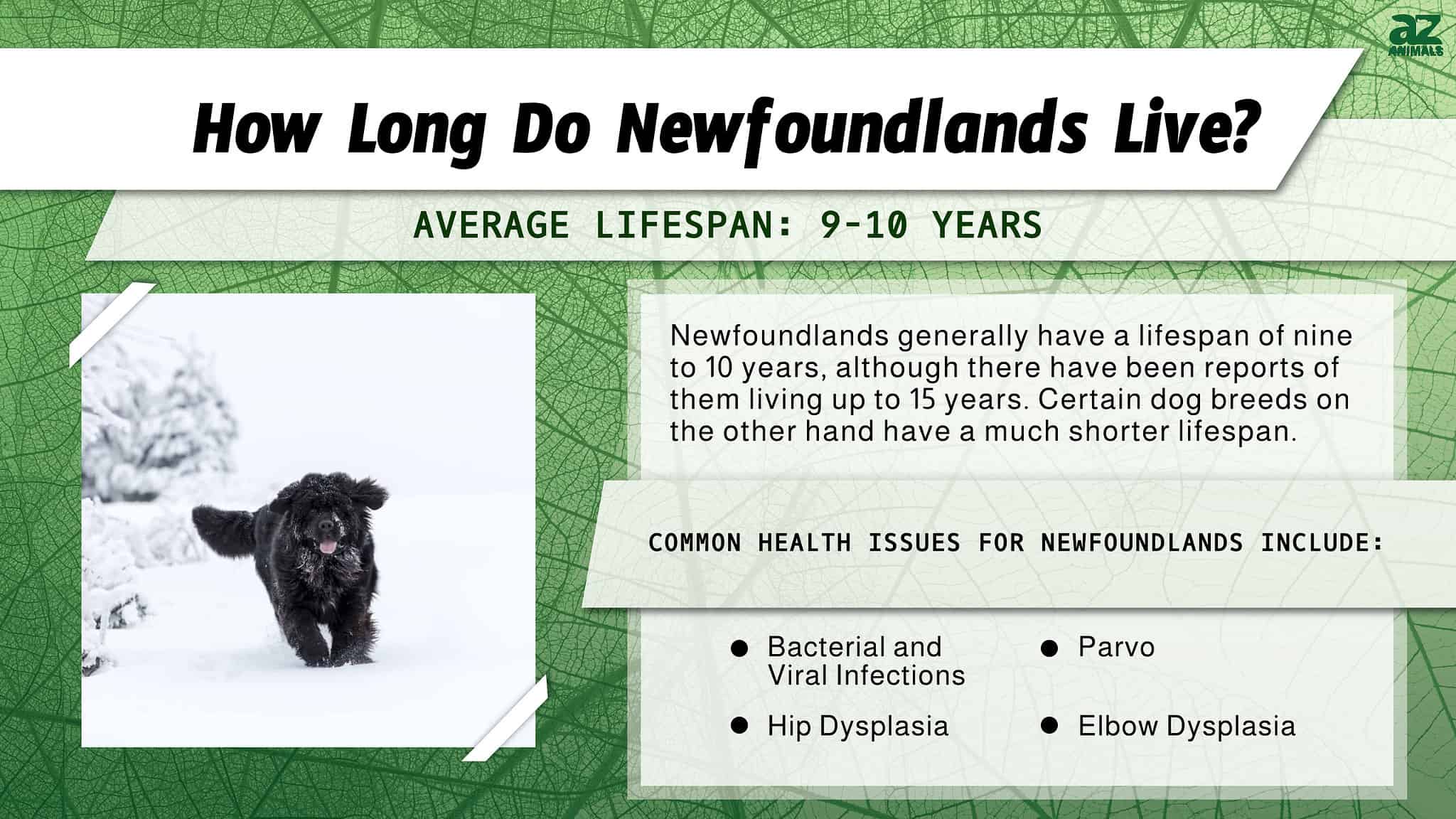 Newfoundland Lifespan: How Long Do Newfoundlands Live? - A-Z Animals