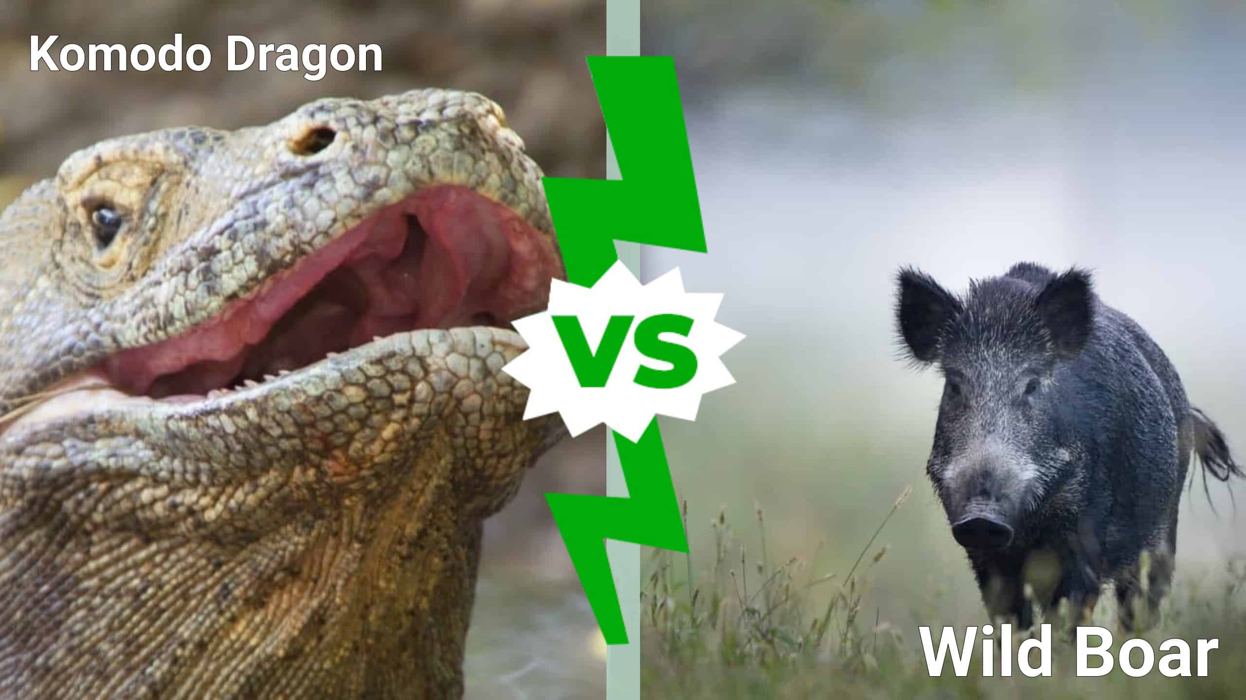 Komodo Dragon vs. Wild Boar: Which Animal Would Win a Fight? - A-Z Animals