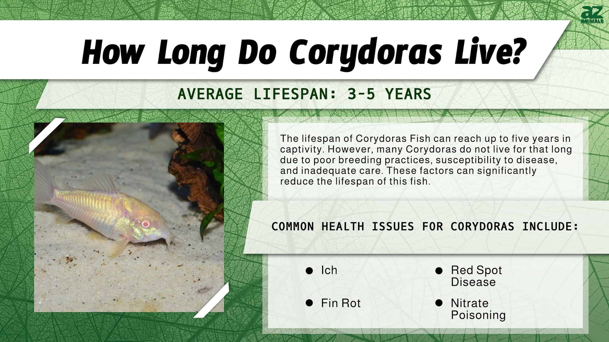 Corydoras Lifespan: How Long Do Cory Catfish Live? - A-Z Animals