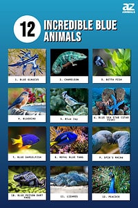 12 Incredible Blue Animals - A-Z Animals