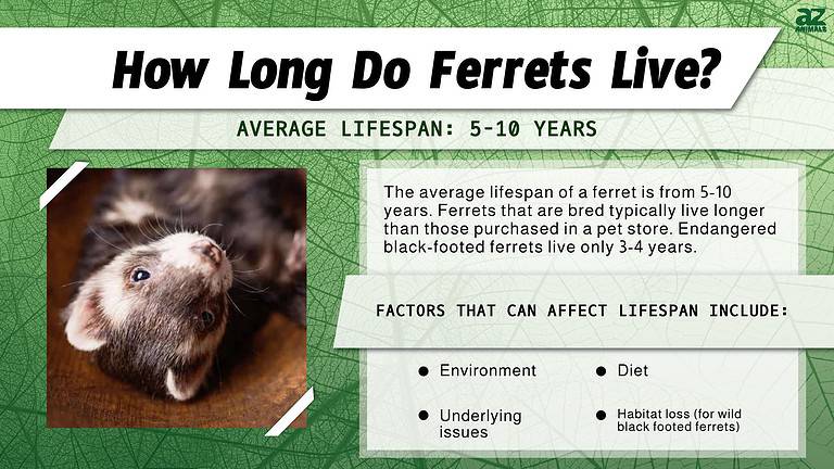 Ferret Lifespan: How Long Do Ferrets Live? - A-Z Animals
