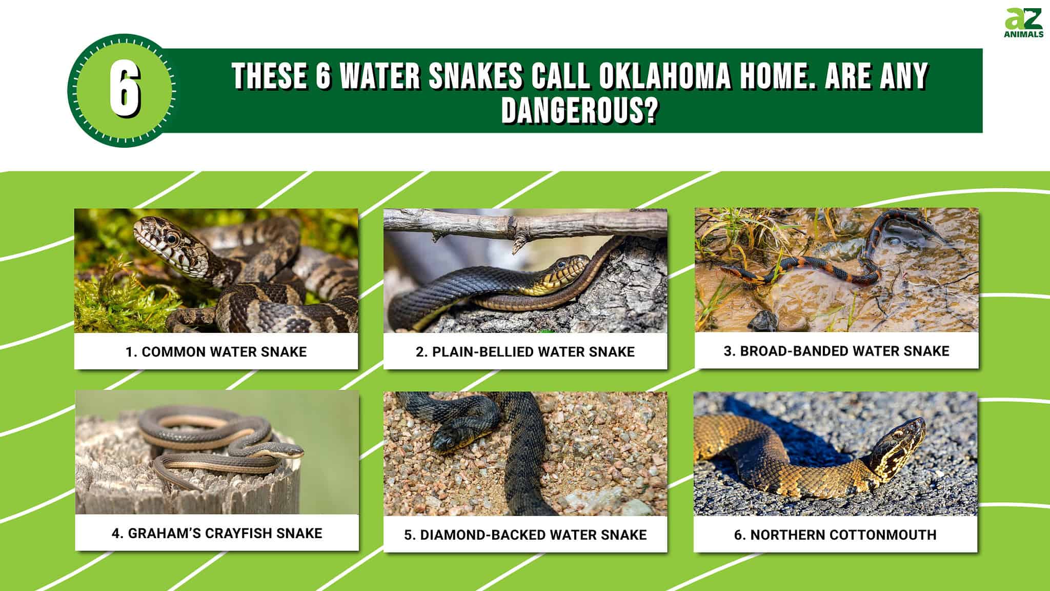 These 6 Water Snakes Call Oklahoma Home. Are Any Dangerous? - A-Z Animals