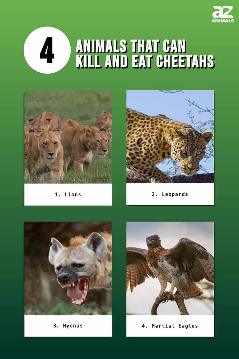Cheetah Predators: These 4 Animals Can Kill and Eat Cheetahs - A-Z Animals