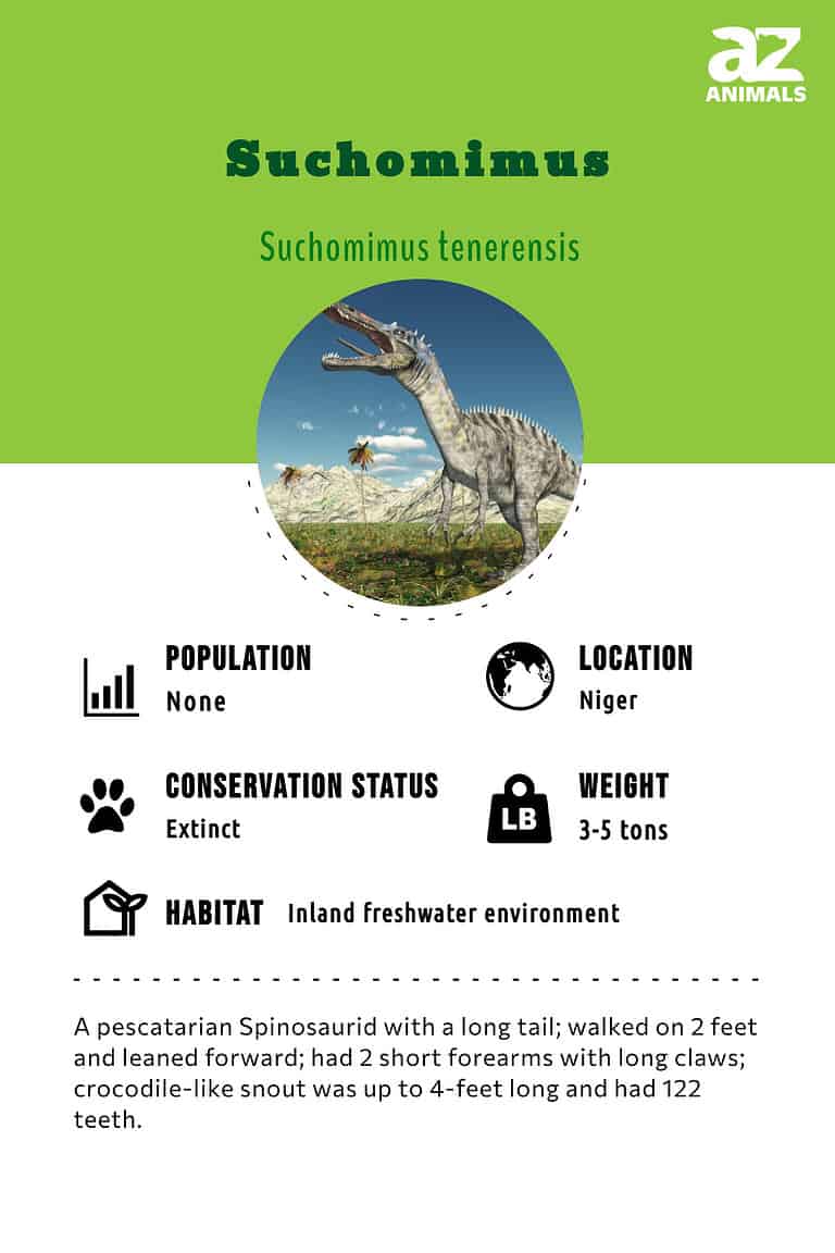 Suchomimus Animal Facts - Suchomimus tenerensis - A-Z Animals
