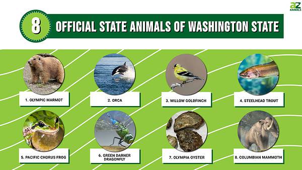 Discover the 8 Official State Animals of Washington State - A-Z Animals