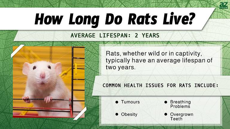 Rat Lifespan: How Long Do Rats Live? - A-Z Animals