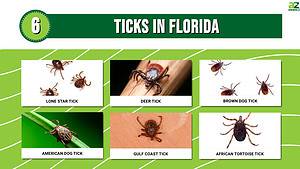 6 Ticks in Florida - A-Z Animals