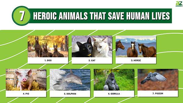Discover 7 Heroic Animals That Save Human Lives - A-Z Animals
