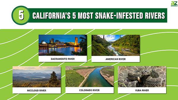 The Most Snake-Infested Rivers in California - A-Z Animals