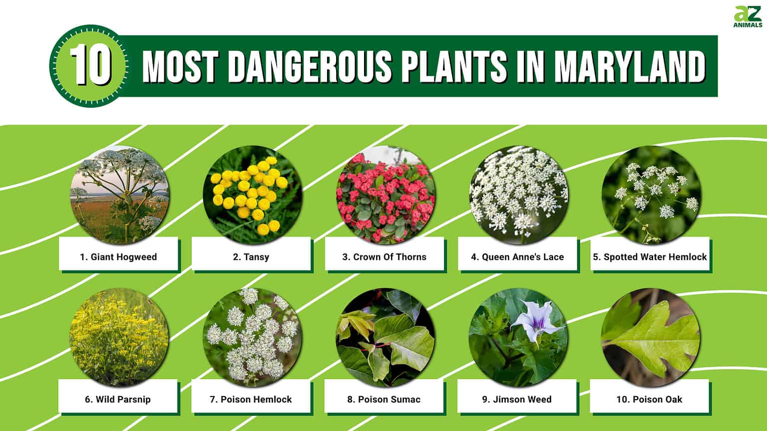 Discover The 10 Most Dangerous Plants In Maryland - A-Z Animals