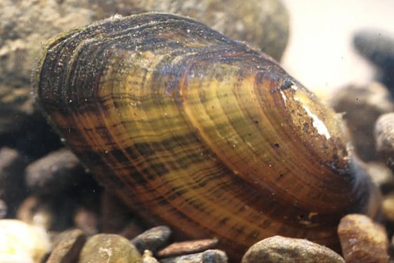 What Are Bivalves? 5 Examples of These Amazing Creatures - A-Z Animals