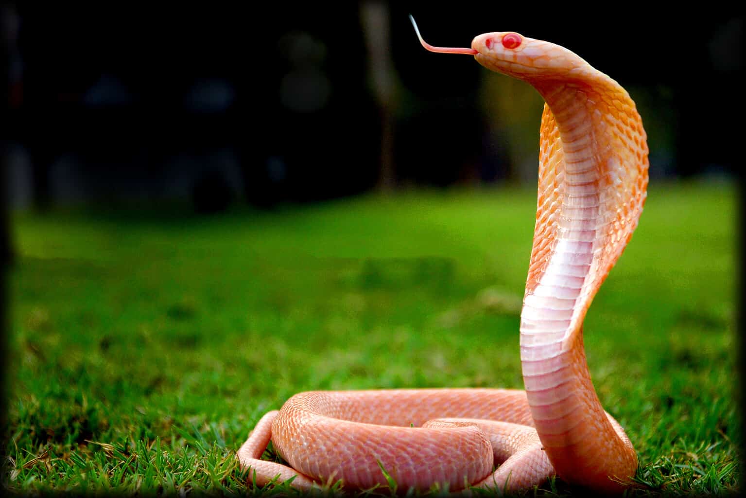 Indian Cobra - A-Z Animals