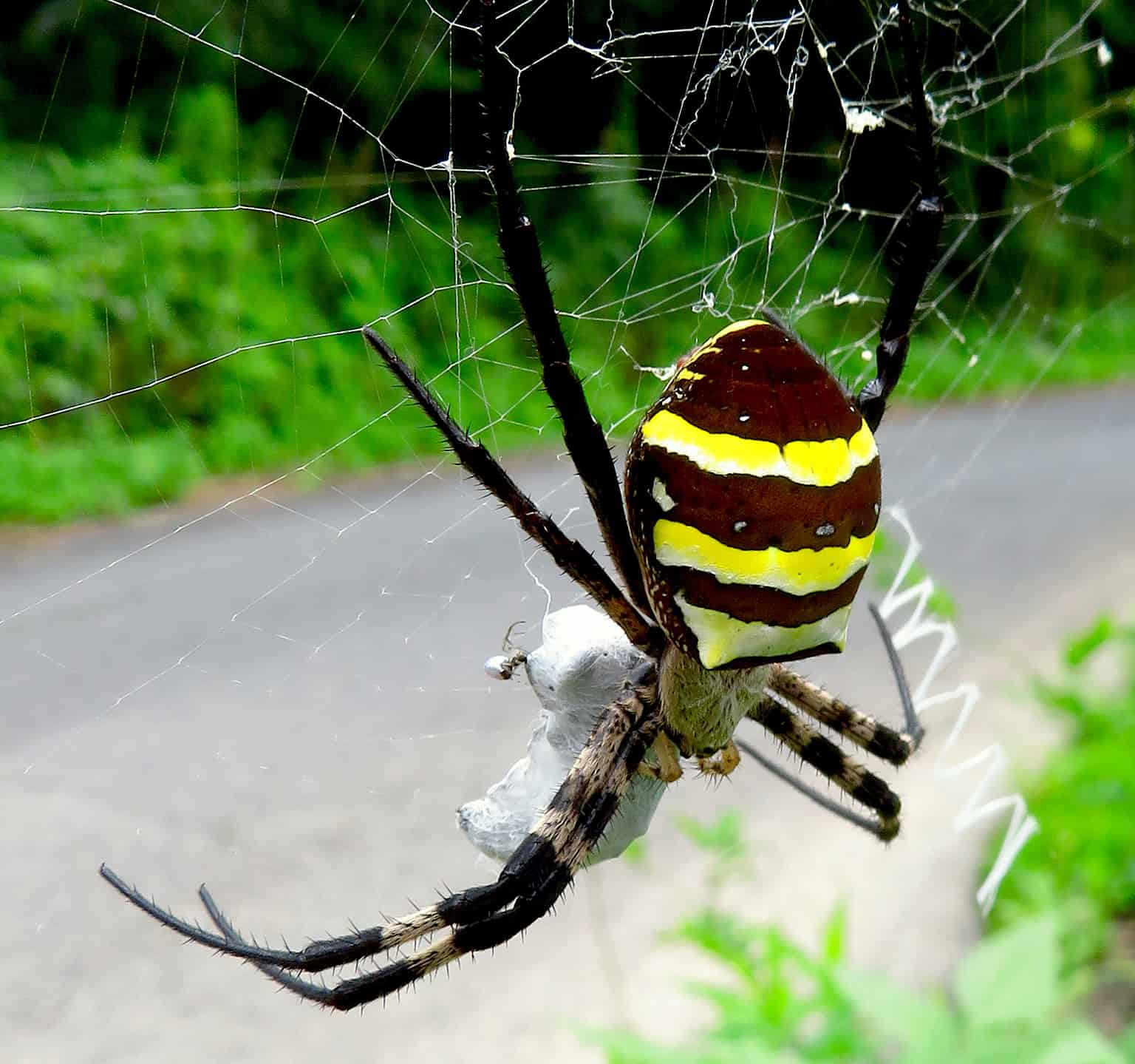 15 Most Terrifying Spiders Found in Japan - A-Z Animals