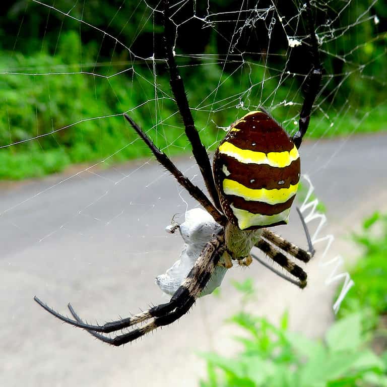 15 Most Terrifying Spiders Found in Japan - A-Z Animals