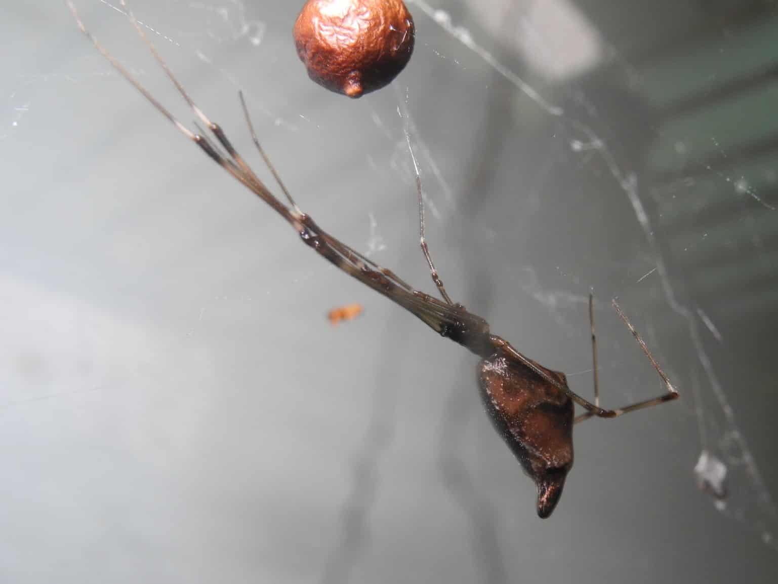 15 Most Terrifying Spiders Found in Japan - A-Z Animals