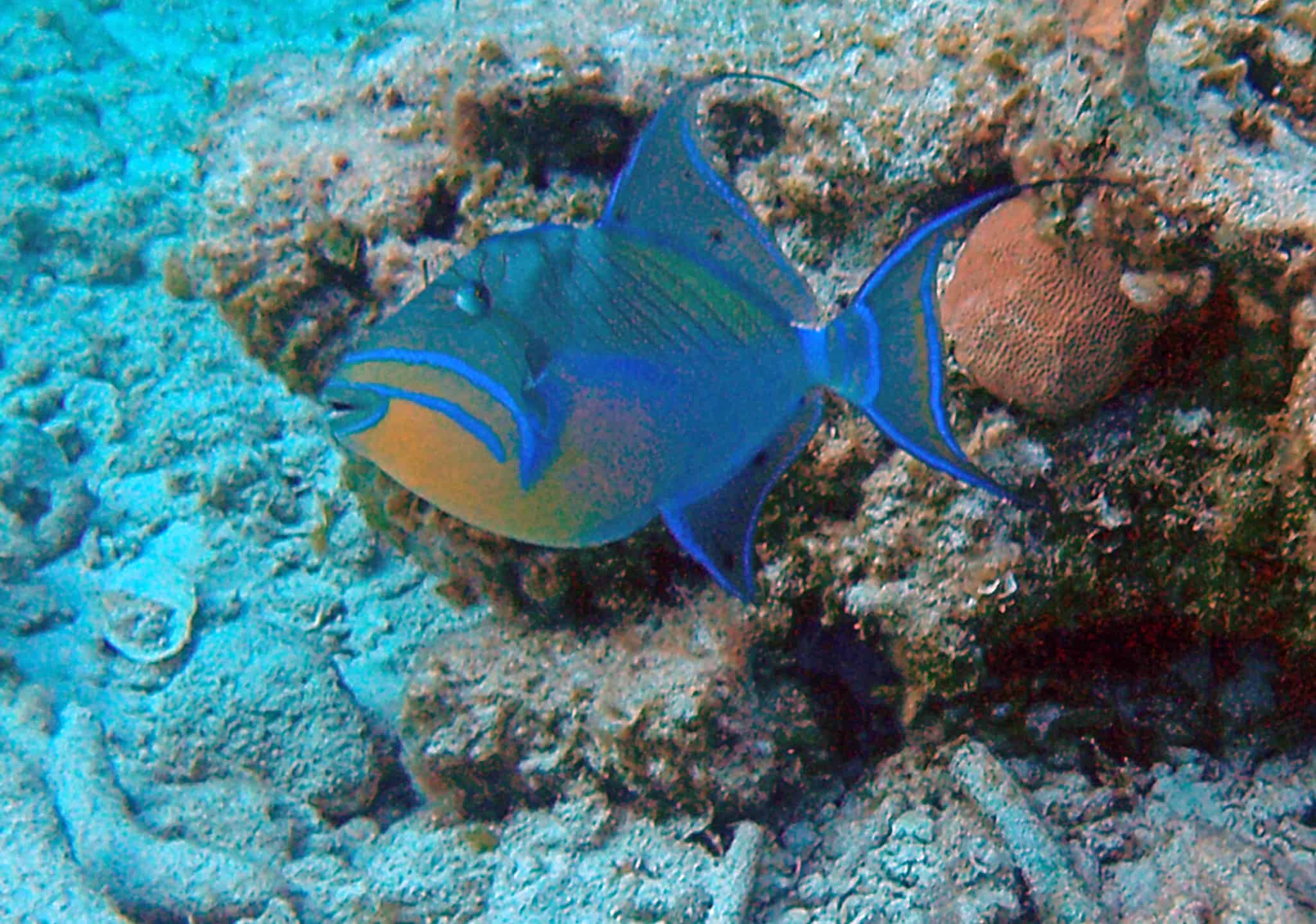 Triggerfish Animal Pictures | A-Z Animals